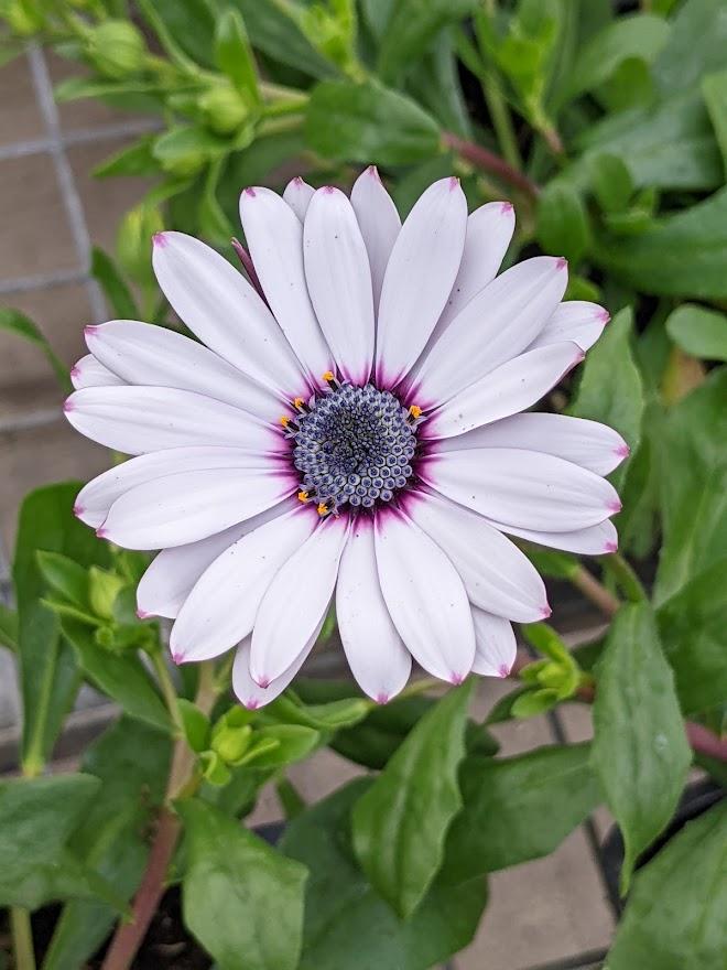 African Daisy (Dimorphotheca ecklonis Daisy Falls™ White Amethyst ...