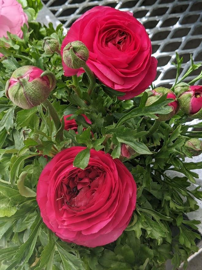 Ranunculus 'Mache Rose' - Garden.org