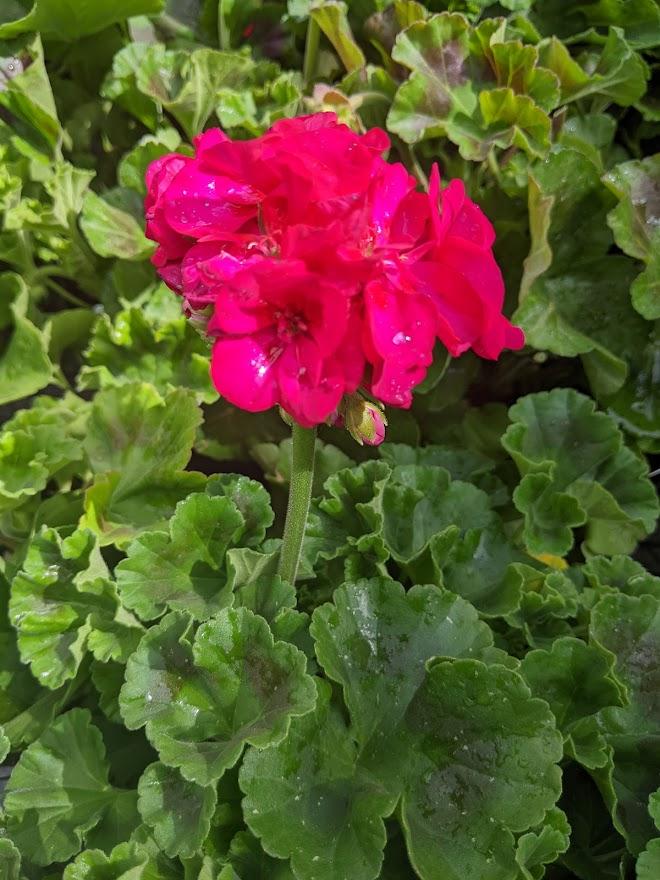 Photo of the entire plant of Zonal Geranium (Pelargonium x hortorum ...