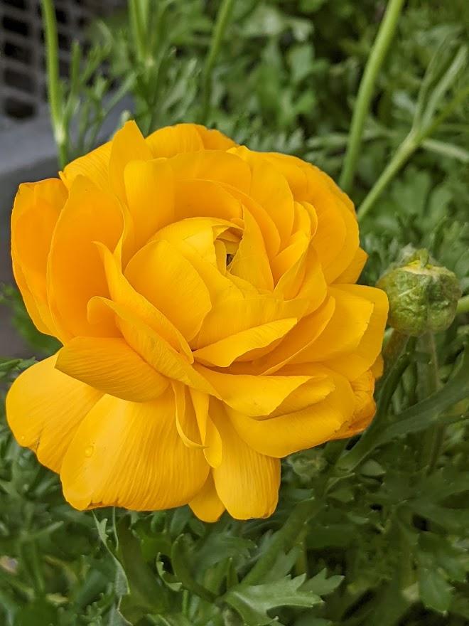 Persian Buttercup (Ranunculus 'Mache Yellow') - Garden.org