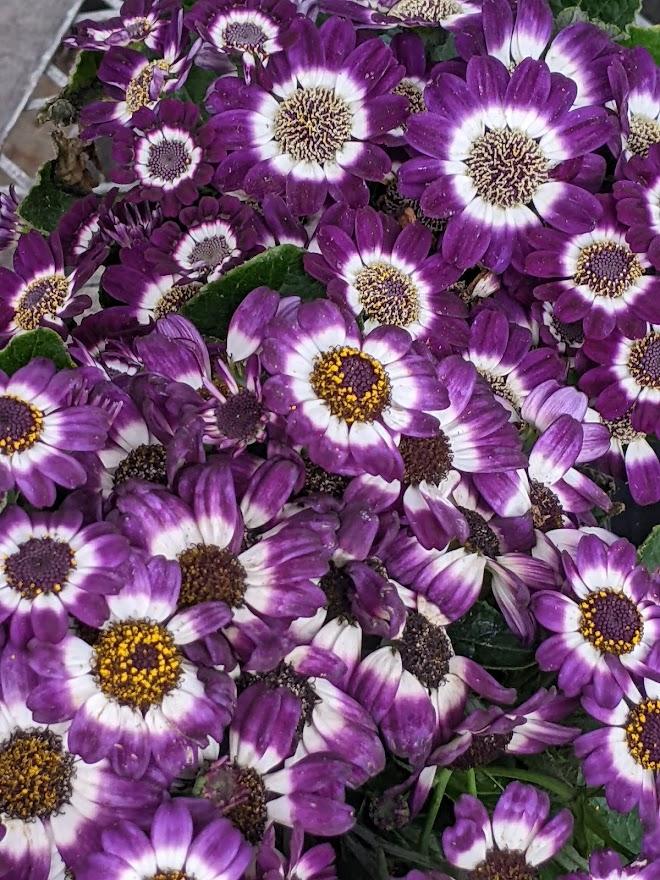 Photo of the bloom of Cineraria (Pericallis Jester® Blue Bicolor ...