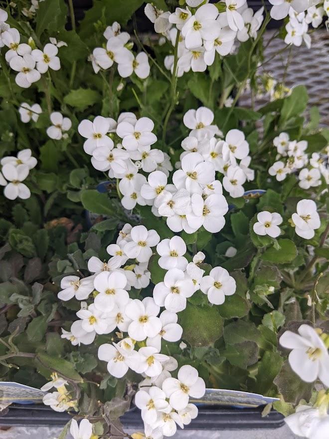 Photo of the entire plant of Rock Cress (Arabis caucasica 'Snowcap ...