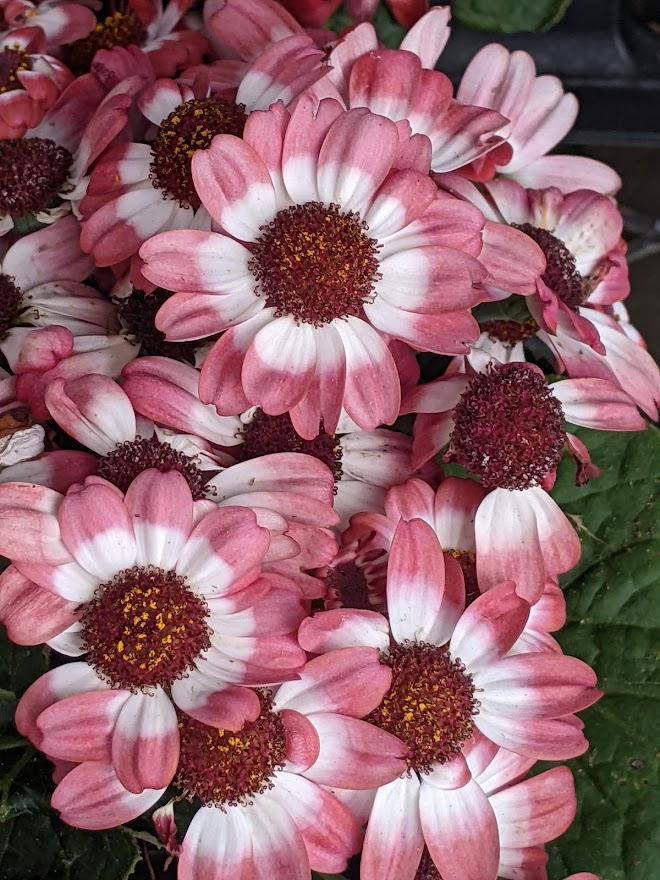 Cineraria (Pericallis Jester® Carmine Bicolor) - Garden.org