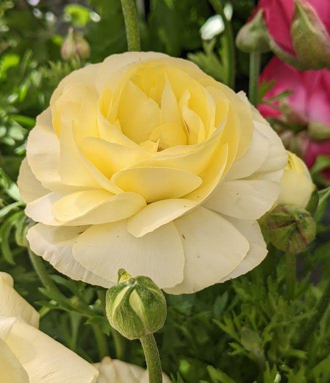 Ranunculus 'Mache Cream' - Garden.org