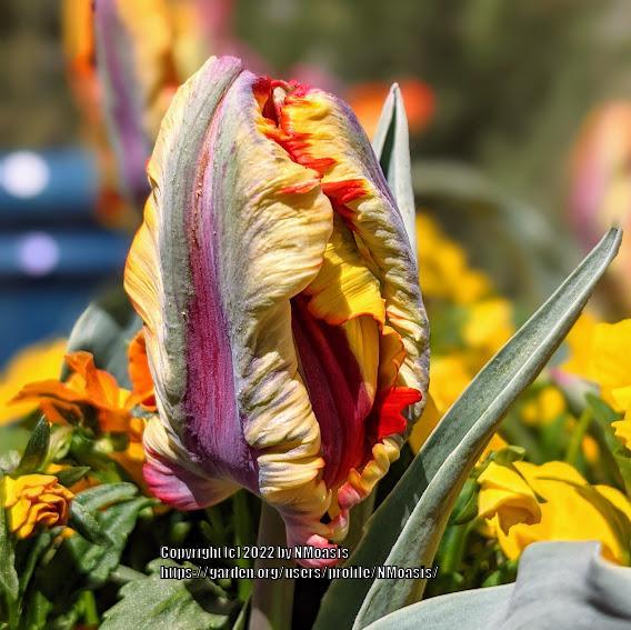 Photo of the closeup of buds, sepals and receptacles of Tulip (Tulipa ...