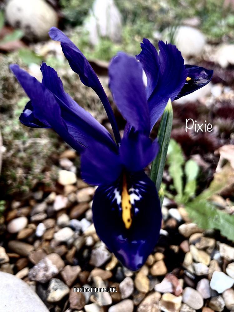 Photo of the bloom of Reticulated Iris (Iris reticulata 'Pixie.') posted by RachaelHunter ...