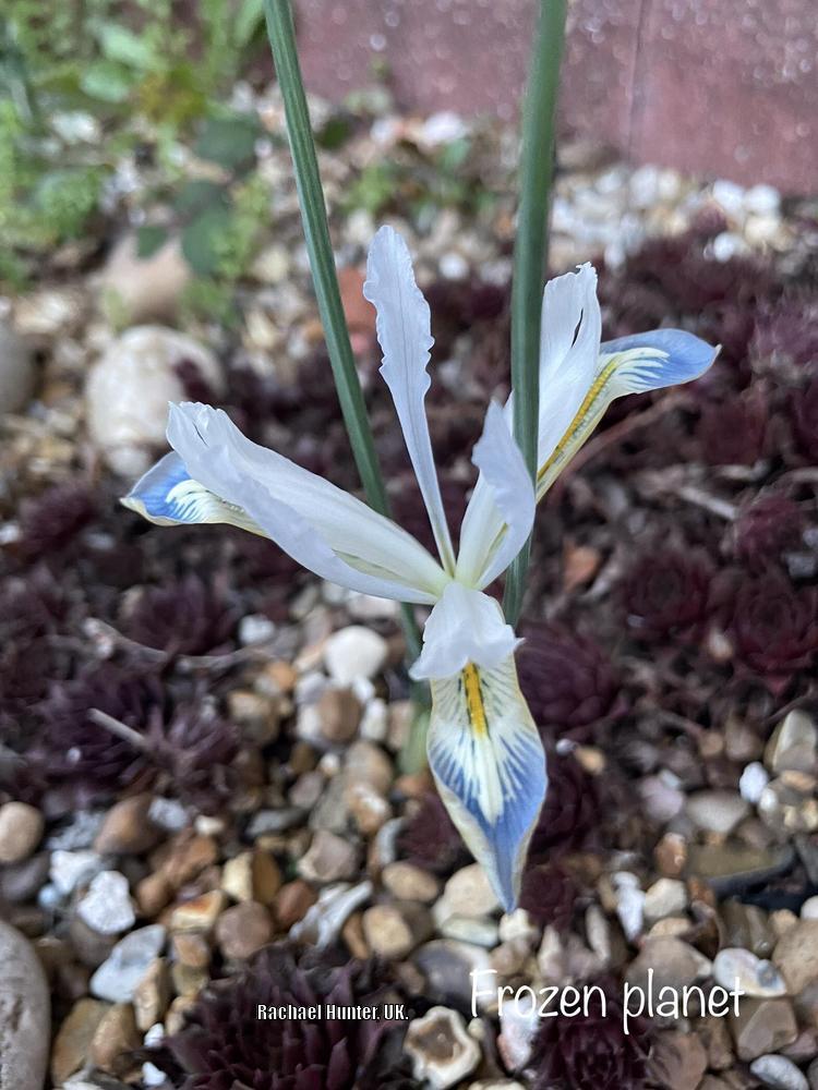 Reticulated Iris (Iris reticulata 'Frozen Planet') in the Irises ...