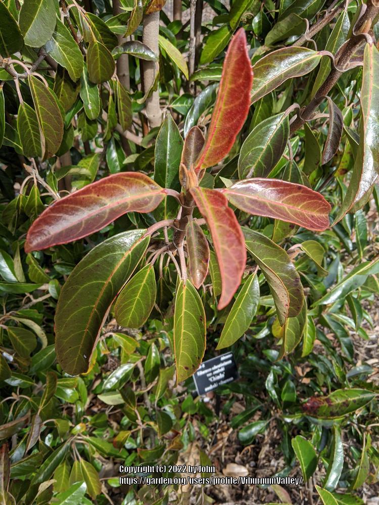 Photo of the leaves of Sweet Viburnum (Viburnum odoratissimum var ...