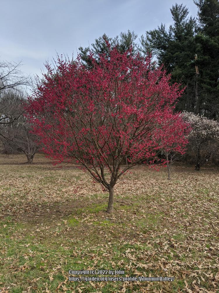 Photo of the entire plant of Japanese Flowering Apricot (Prunus mume ...