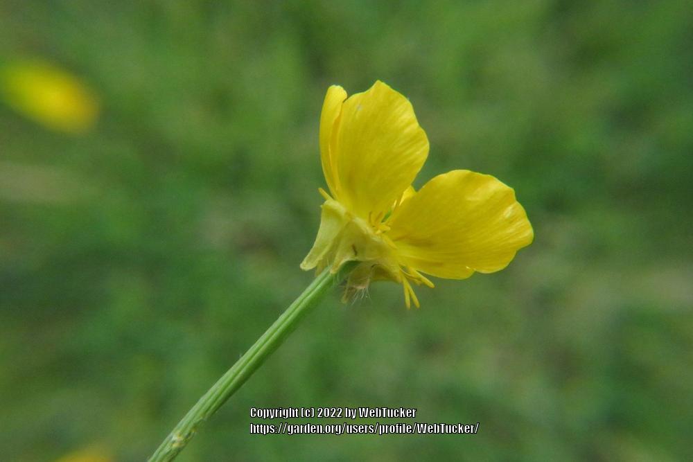 Photo of the bloom of Hairy Buttercup (Ranunculus sardous) posted by ...