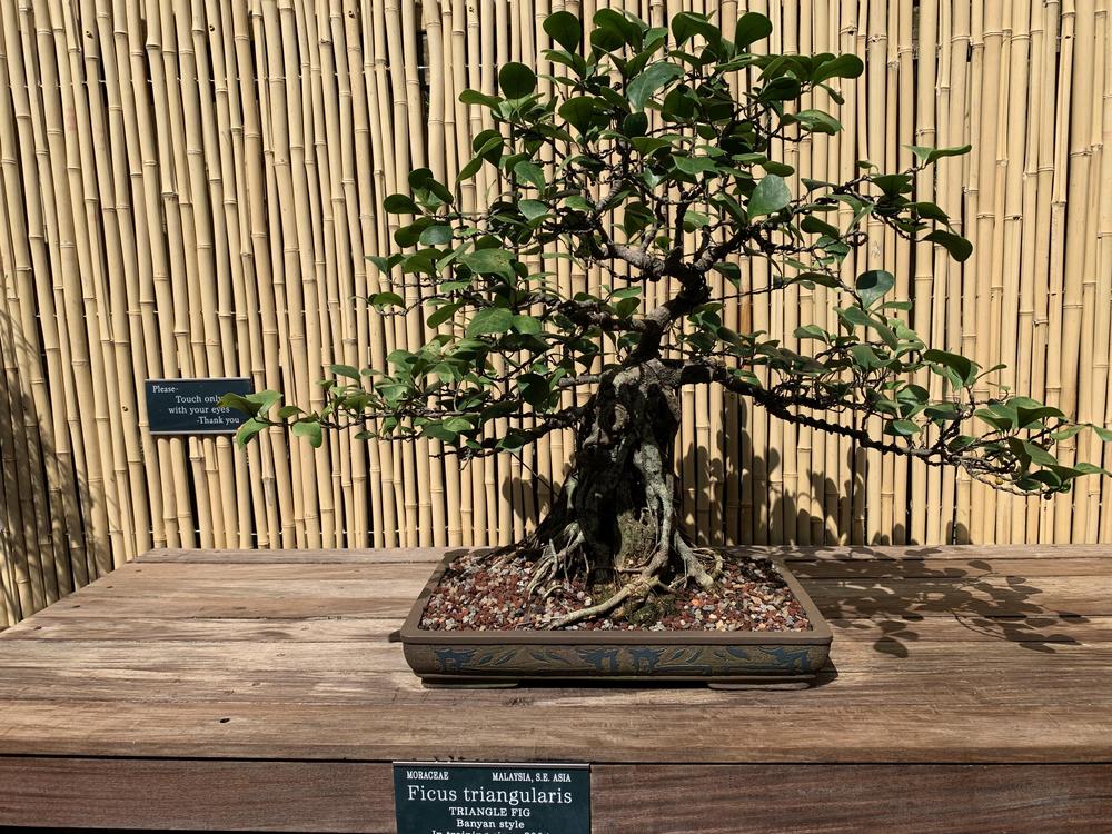 Photo of the entire plant of Triangle Fig (Ficus natalensis subsp ...