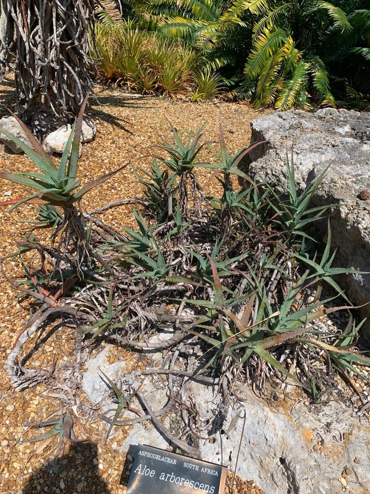 Photo of the entire plant of Krantz Aloe (Aloe arborescens) posted by ...