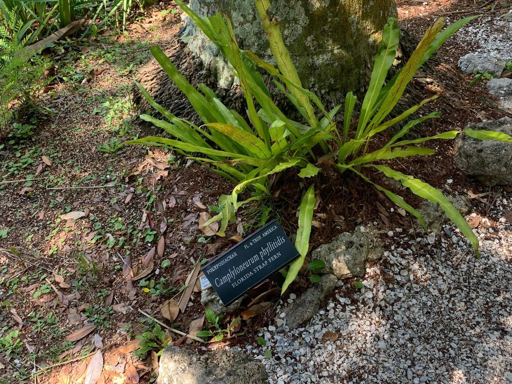 Photo of the entire plant of Long Strap Fern (Campyloneurum phyllitidis ...