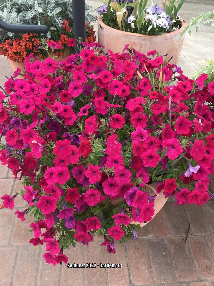 Multiflora Spreading/Trailing Petunia (Petunia Easy Wave® Red Velour ...
