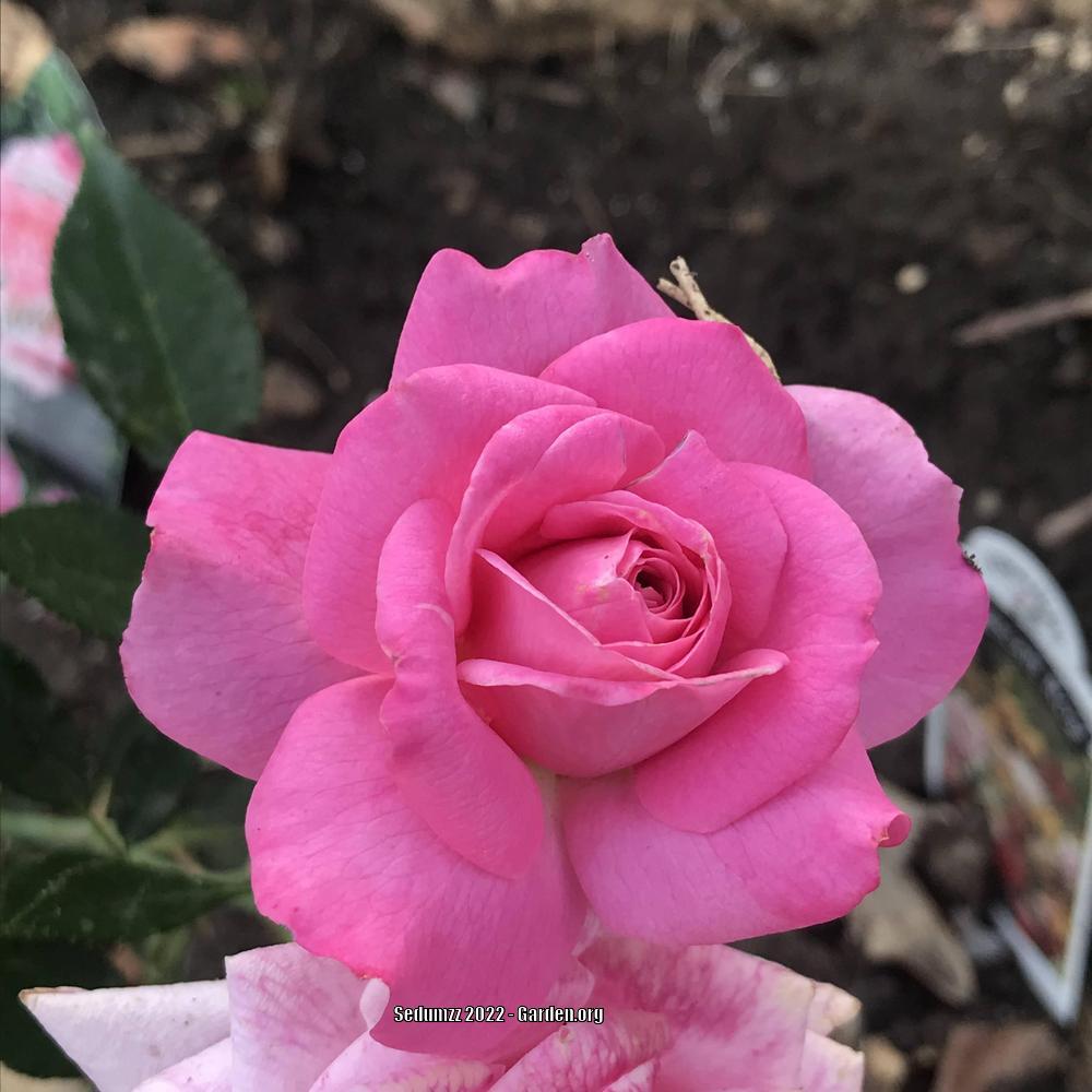 Photo of the bloom of Rose (Rosa 'Sunrosa Fragrant Pink') posted by ...