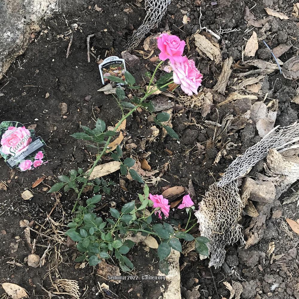 Photo of the entire plant of Rose (Rosa 'Sunrosa Fragrant Pink') posted ...