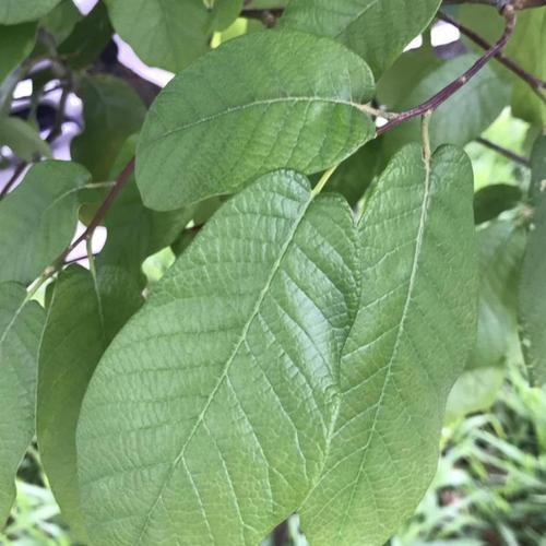 Mexican White Oak (Quercus polymorpha) - Garden.org