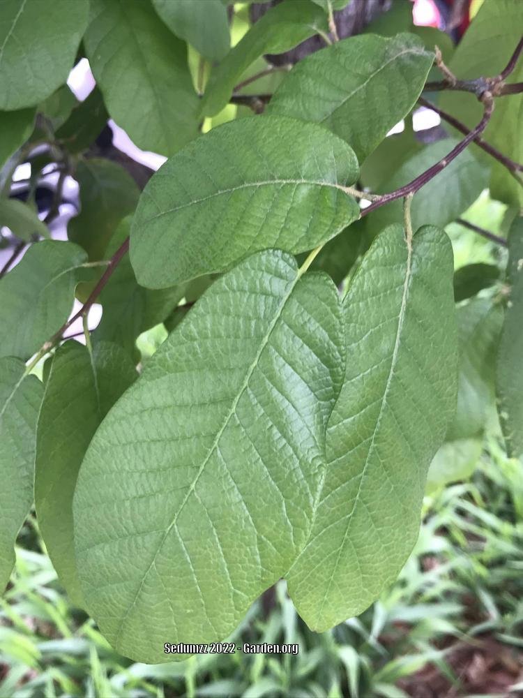 Mexican White Oak (Quercus polymorpha) - Garden.org