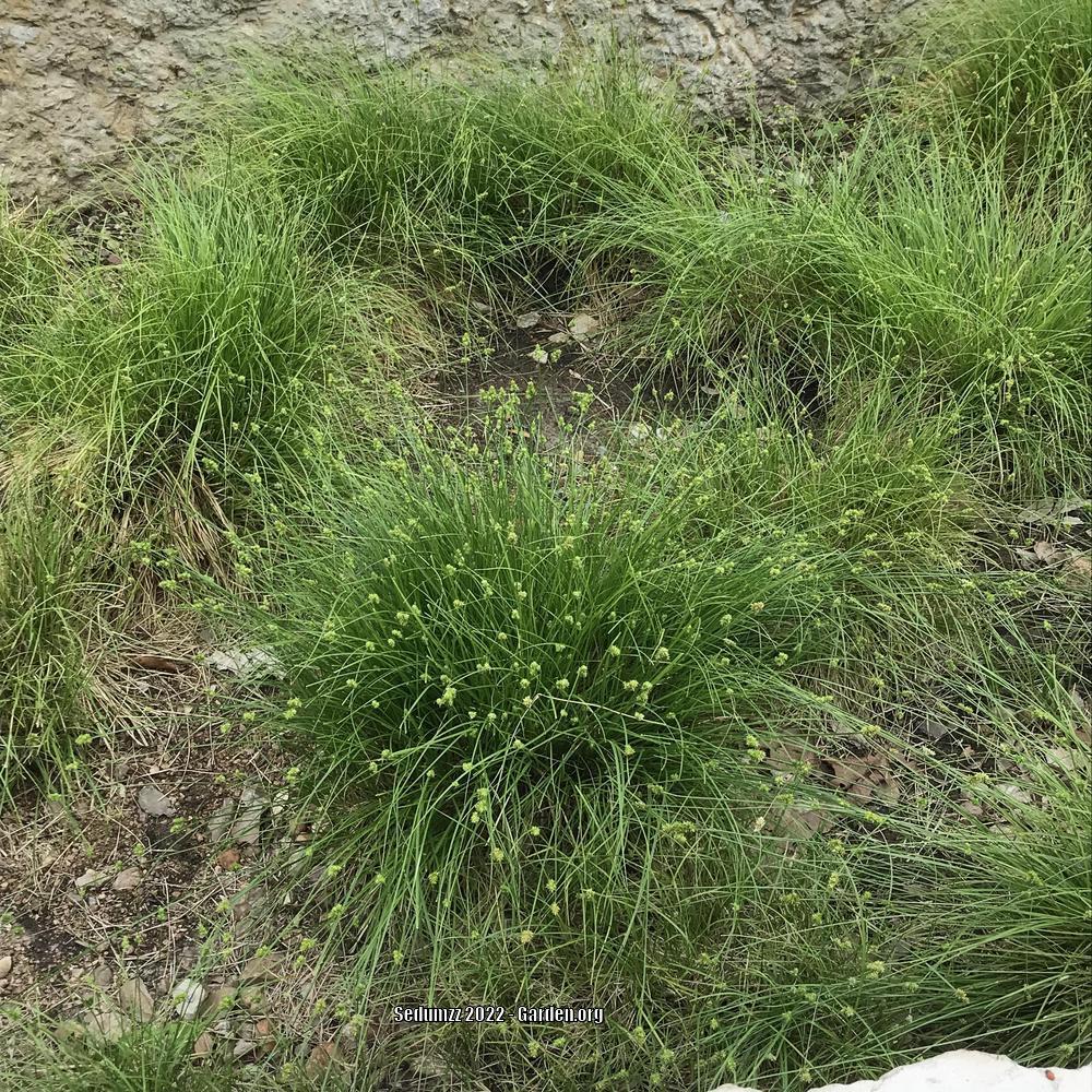 Texas sedge (Carex texensis) in the Sedges Database - Garden.org