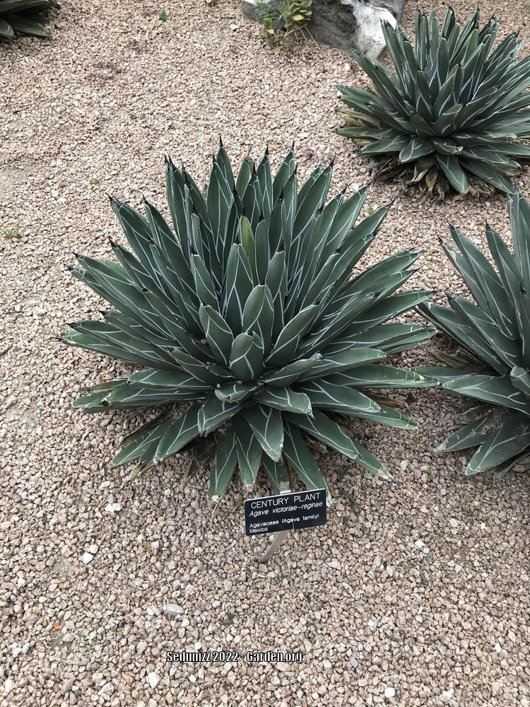 Photo of the entire plant of King Ferdinand Agave (Agave nickelsiae ...