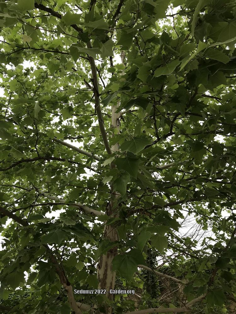 Photo of the entire plant of Mexican Sycamore (Platanus mexicana ...