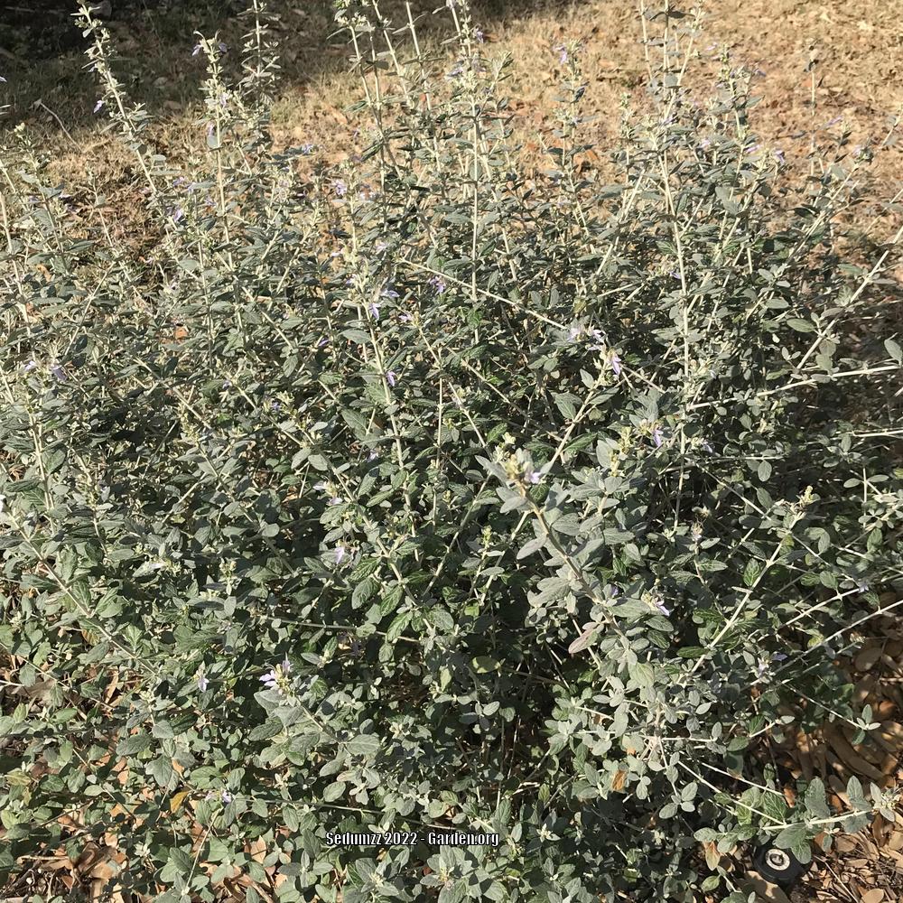 Photo of the entire plant of Silver Bush Germander (Teucrium fruticans ...