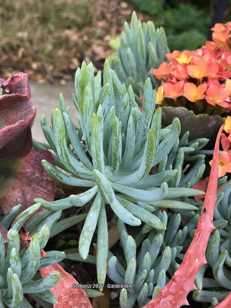 Photo of the entire plant of Blue Chalksticks (Curio repens) posted by ...