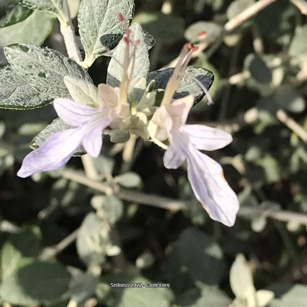 Photo of the bloom of Silver Bush Germander (Teucrium fruticans 'Azurea ...