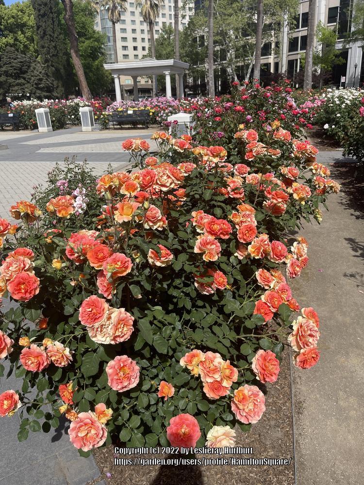 Photo of the entire plant of Rose (Rosa 'Brass Band') posted by ...