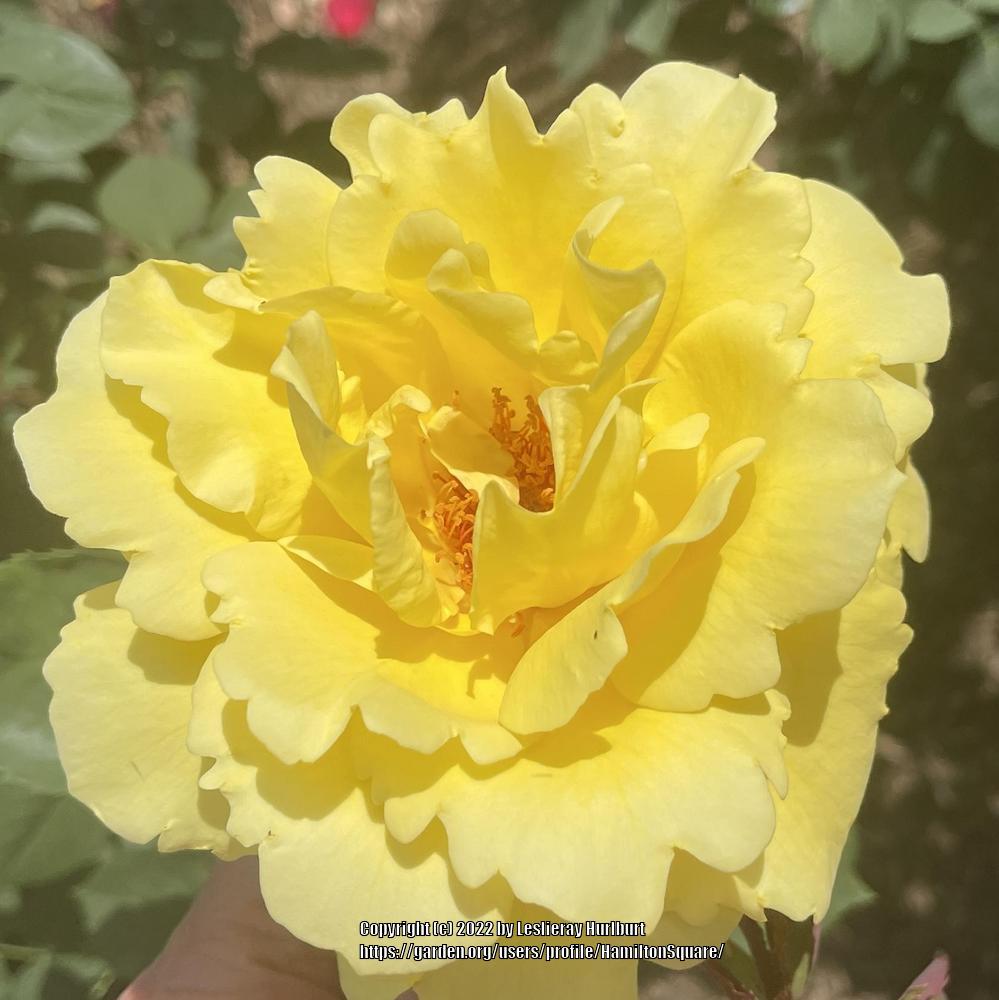 Photo of the bloom of Rose (Rosa 'Mellow Yellow') posted by ...