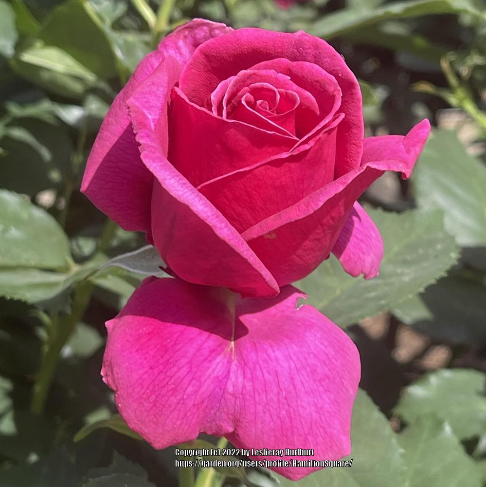 Photo of the bloom of Rose (Rosa 'Miranda Lambert') posted by ...