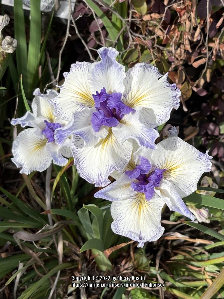 Photo of the bloom of Pacific Coast Iris (Iris 'Bonus Points') posted ...