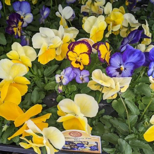 Pansy (Viola 'ColorMax Lemonberry Pie Mix') in the Violas Database ...