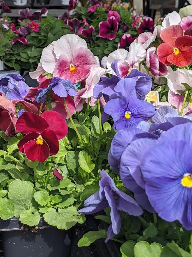 Photo of the bloom of Pansy (Viola x wittrockiana 'Grandio Star ...