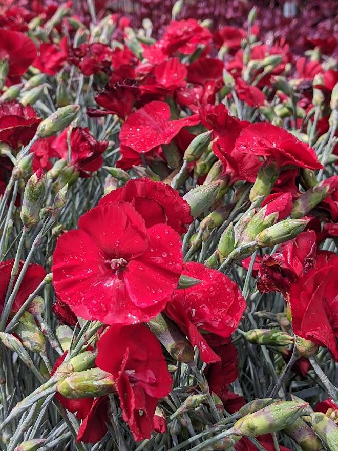Photo of the bloom of Pink (Dianthus American Pie™ Cherry Pie) posted ...