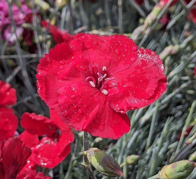 Pink (Dianthus American Pie™ Cherry Pie) in the Dianthus Database ...