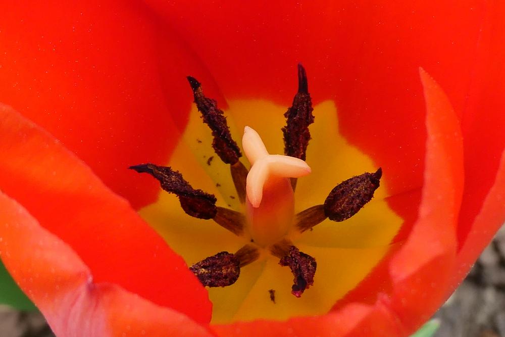Photo of the closeup of buds, sepals and receptacles of Single Early ...