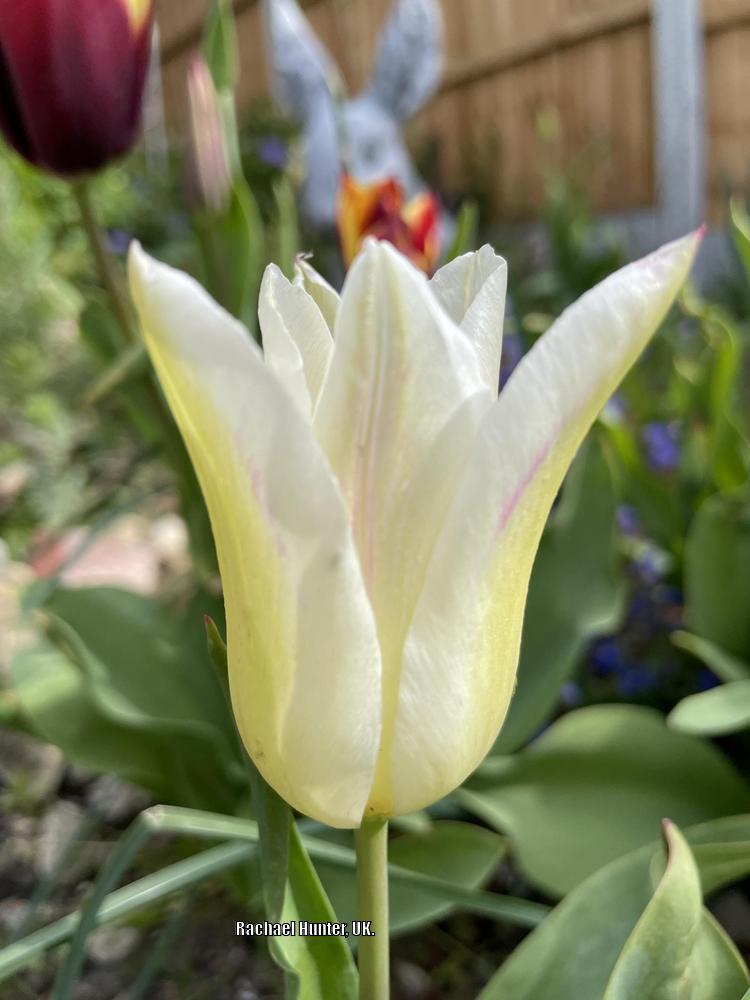 Photo of the bloom of Tulip (Tulipa 'Tres Chic') posted by RachaelHunter - Garden.org