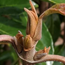 Sweet Viburnum (Viburnum odoratissimum var. awabuki 'Chindo') in the ...