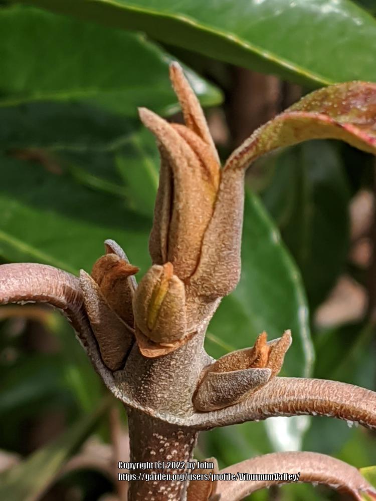 Sweet Viburnum (Viburnum odoratissimum var. awabuki 'Chindo') in the ...