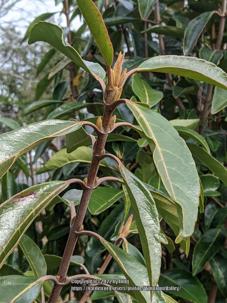 Photo of the stem, scape, stalk or bark of Sweet Viburnum (Viburnum ...