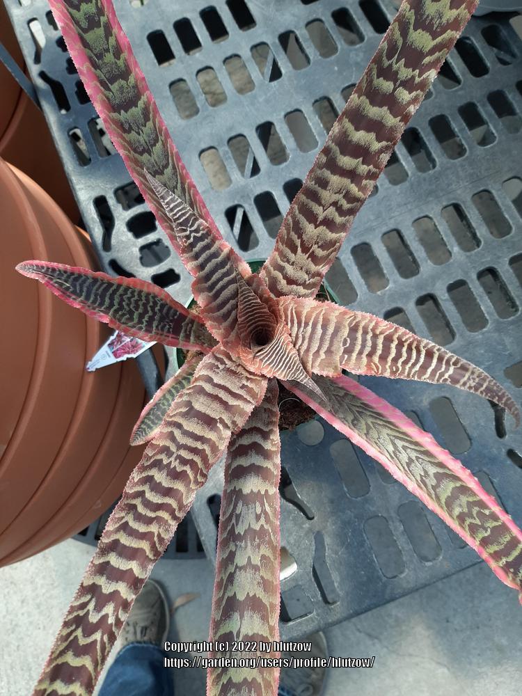 Photo of the entire plant of Earth Star (Cryptanthus 'Elaine') posted ...