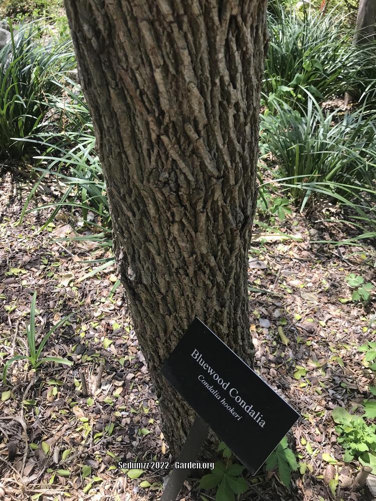 Photo of the stem, scape, stalk or bark of Brasil (Condalia hookeri ...