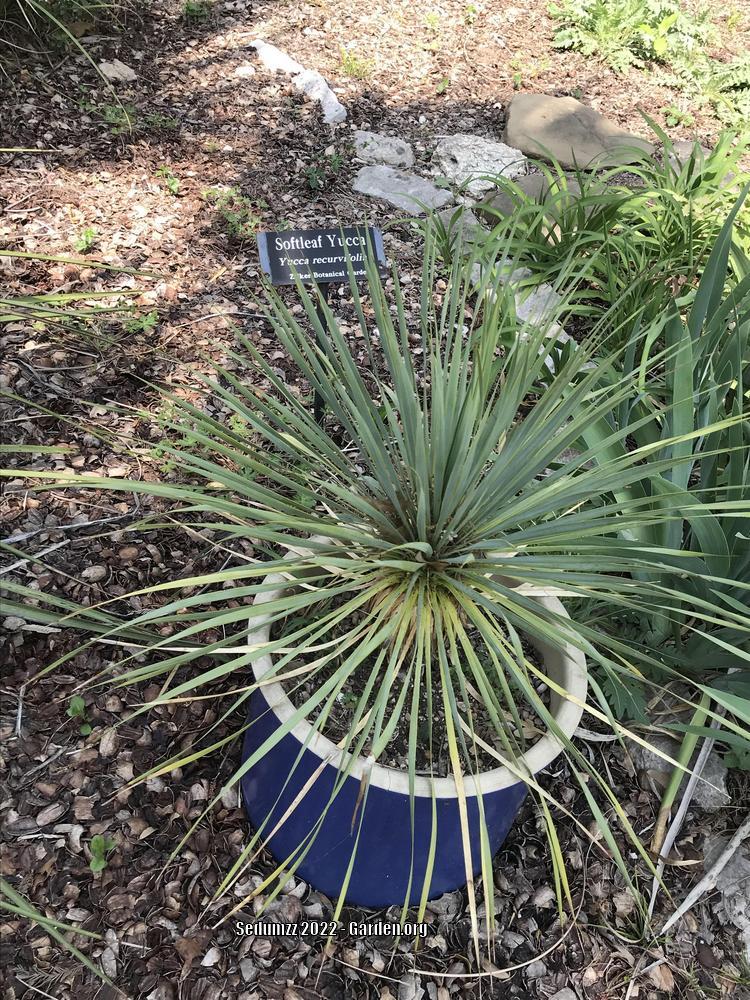 Photo of the entire plant of Weeping Yucca (Yucca gloriosa var. tristis ...