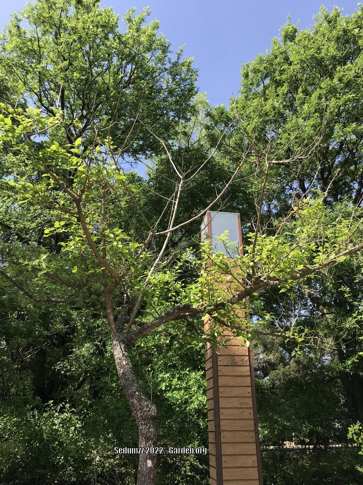 Photo of the entire plant of Anacua (Ehretia anacua) posted by sedumzz ...