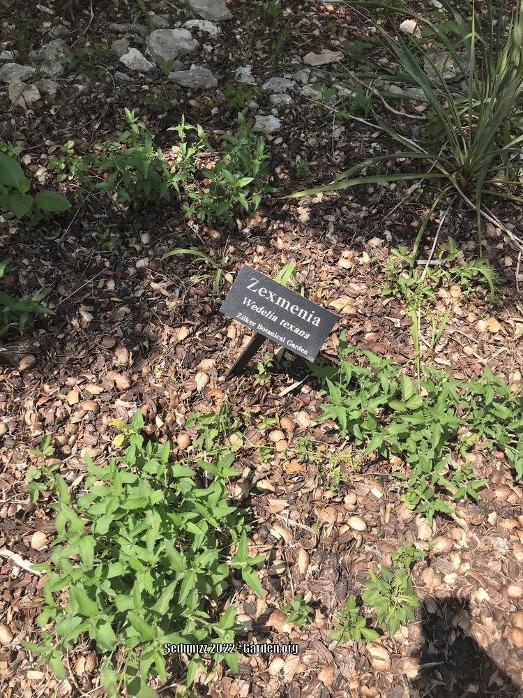 Zexmenia (Wedelia texana) - Garden.org