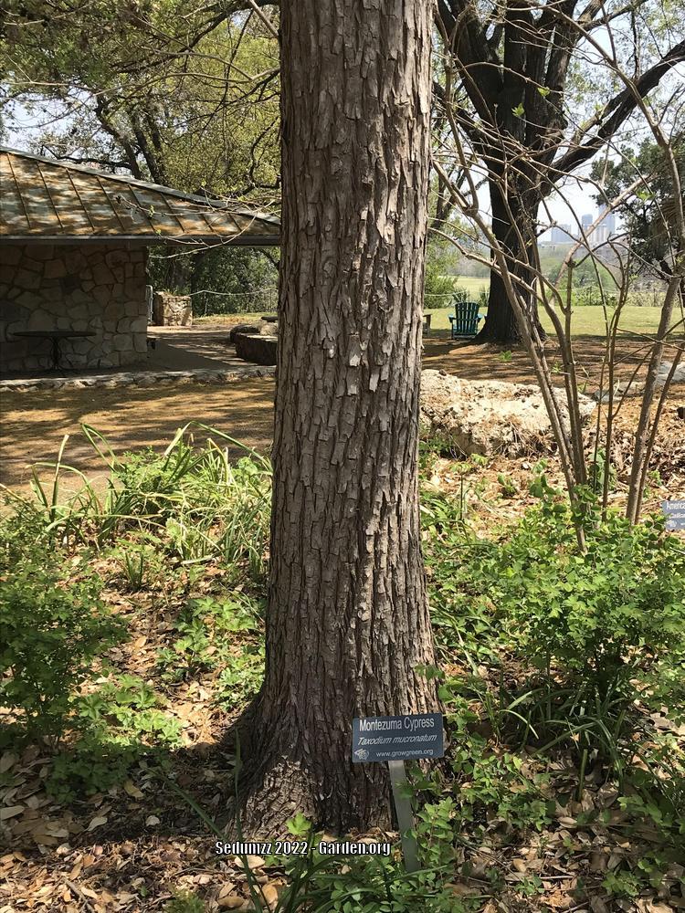 Photo of the stem, scape, stalk or bark of Ahuehuete (Taxodium ...