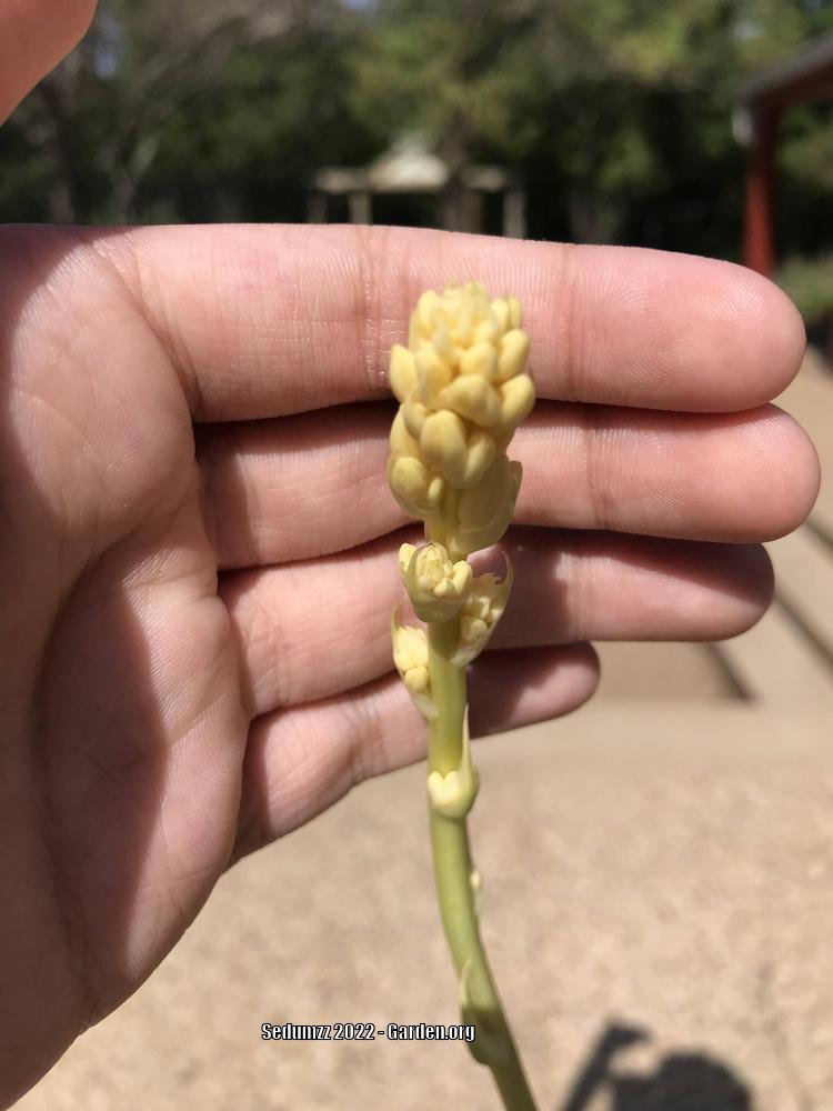 Photo of the bloom of Yellow Yucca (Hesperaloe parviflora 'Lutea ...