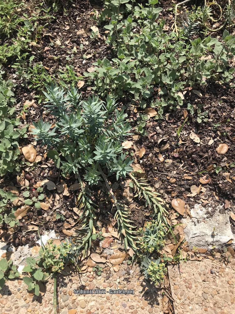 Photo of the entire plant of Silver Spurge (Euphorbia rigida) posted by ...