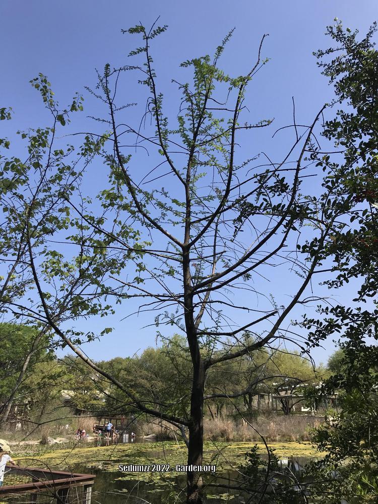 Photo of the entire plant of Ahuehuete (Taxodium mucronatum) posted by ...